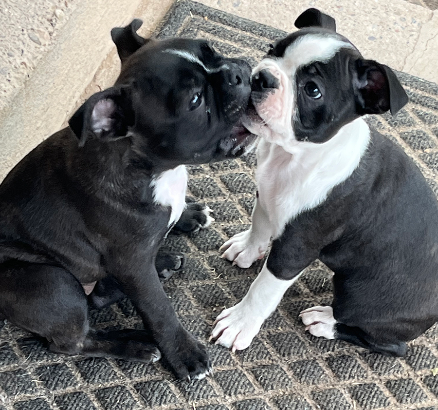 Home | Mat Bee Boston Terriers